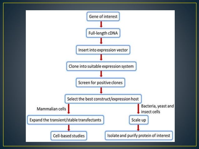 Selection & Screening of Recombinant cells & expression of recombinant (2) (1) | PPTX