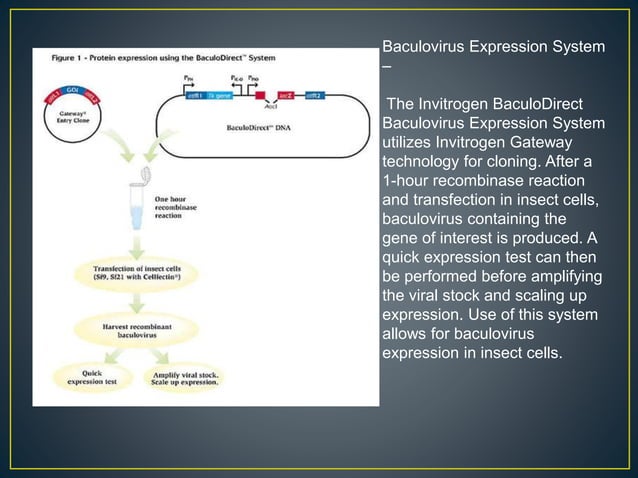 Selection & Screening of Recombinant cells & expression of recombinant (2) (1) | PPTX