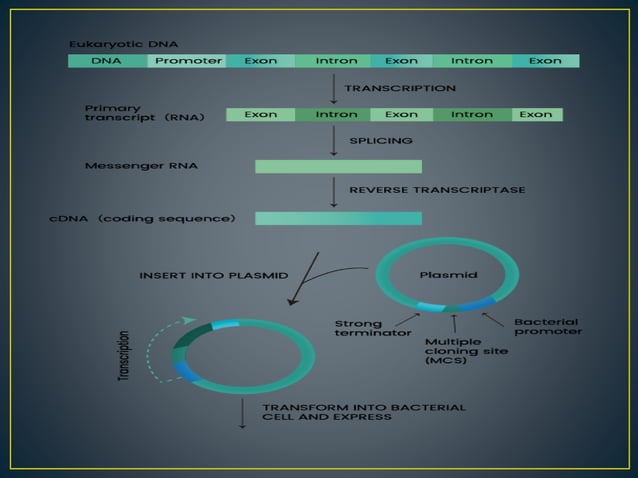 Selection & Screening of Recombinant cells & expression of recombinant (2) (1) | PPTX