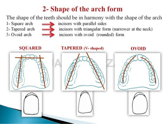 Selection of teeth 2nd year 2014