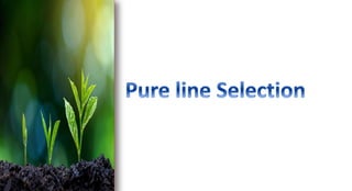 Selection: pure line, mass and pedigree breeding methods for self ...