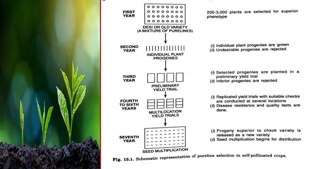 Selection: pure line, mass and pedigree breeding methods for self ...
