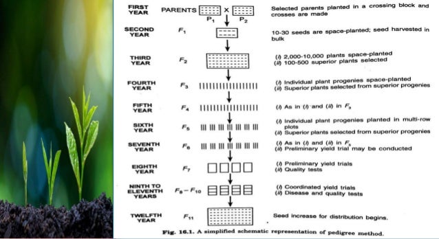 Selection: pure line, mass and pedigree breeding methods for self pol…