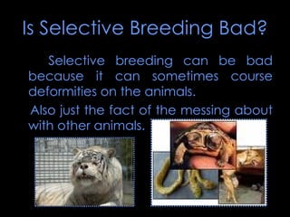 selective breeding | PPT
