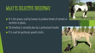 Selective Breeding | PPTX