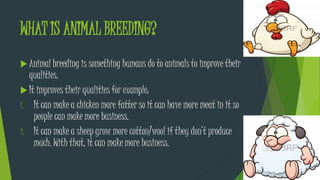 Selective Breeding | PPTX