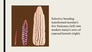 Selective Breeding - Villanuevaxxxxx.pdf