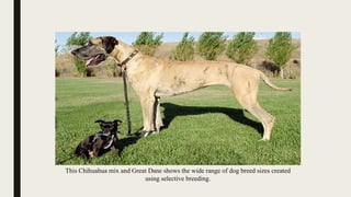 Selective Breeding - Villanuevaxxxxx.pdf