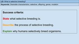 Selective breeding (1).pptx for year 9 a | PPTX