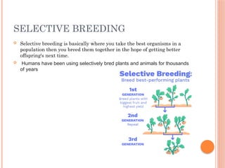 Selective breeding and Selection.pptxjkj | PPTX
