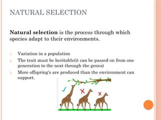 Selective breeding and Selection.pptxjkj | PPTX