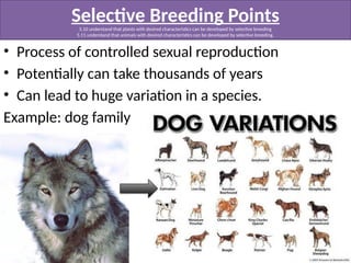 SELECTIVE BREEDING igcsebiologyedexcell5-140916213510-phpapp01.pptx