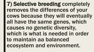 Selective breeding in cows risks | PPTX
