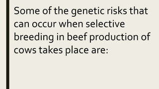 Selective breeding in cows risks | PPTX