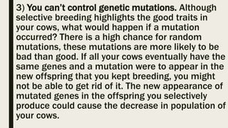 Selective breeding in cows risks | PPTX