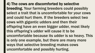 Selective breeding in cows risks | PPTX