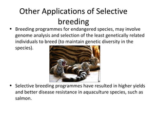 Selectivebreedingpowerpoint 130416182435-phpapp01 | PPT | Genetics ...
