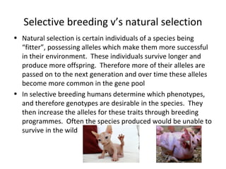 Selectivebreedingpowerpoint 130416182435-phpapp01 | PPT