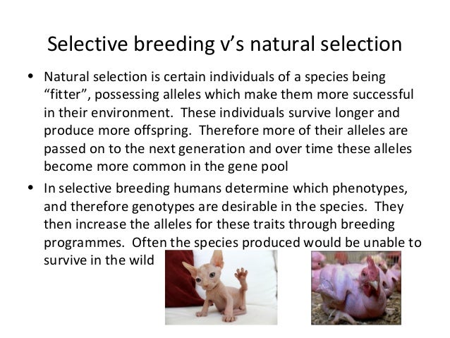 Selectivebreedingpowerpoint 130416182435-phpapp01