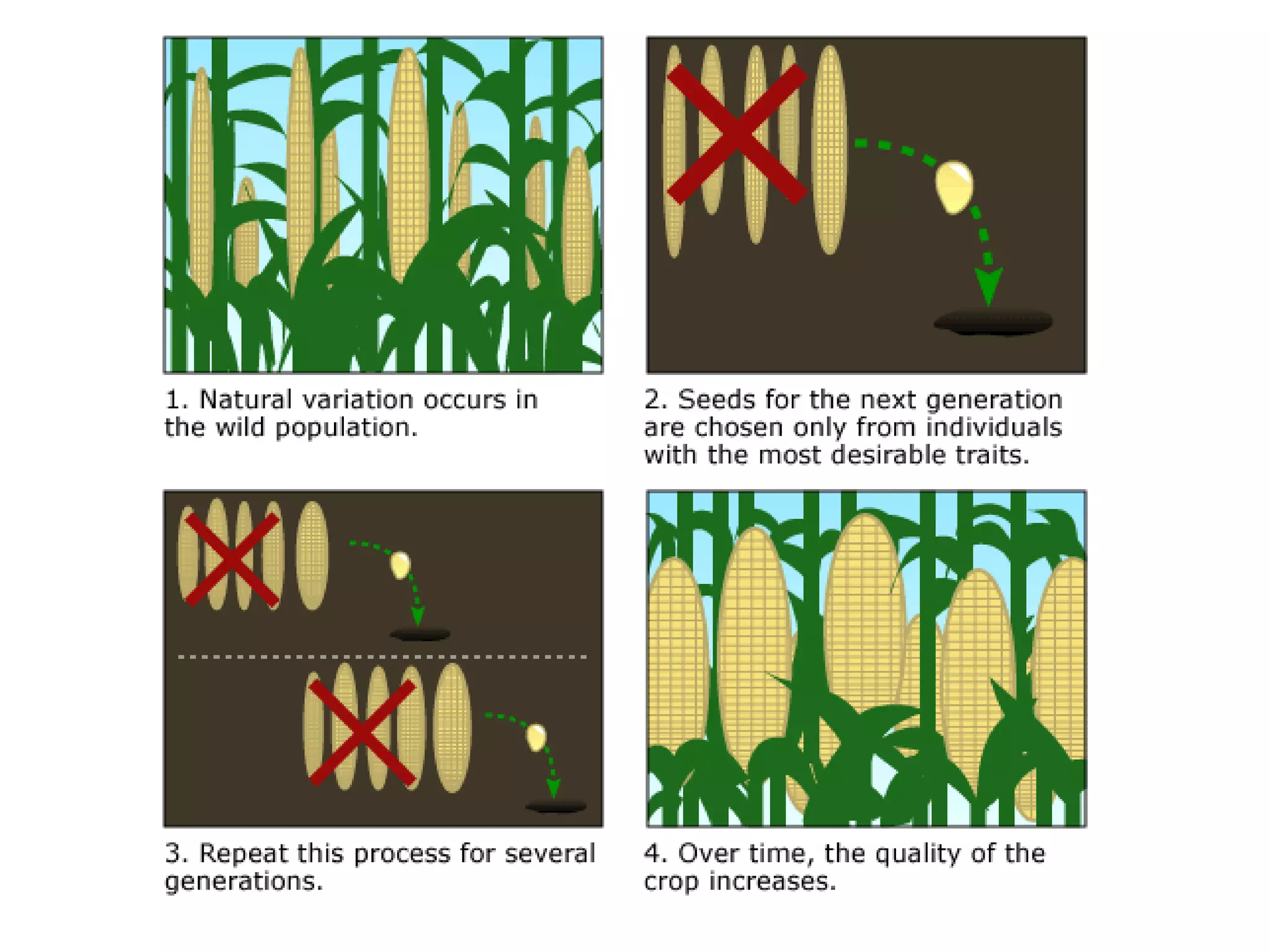 Selective breeding powerpoint | PPT