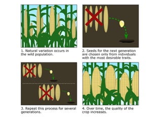 Selective Breeding Examples In Plants