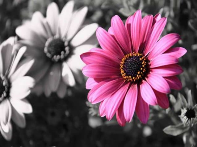 Selective Coloring | PPSX