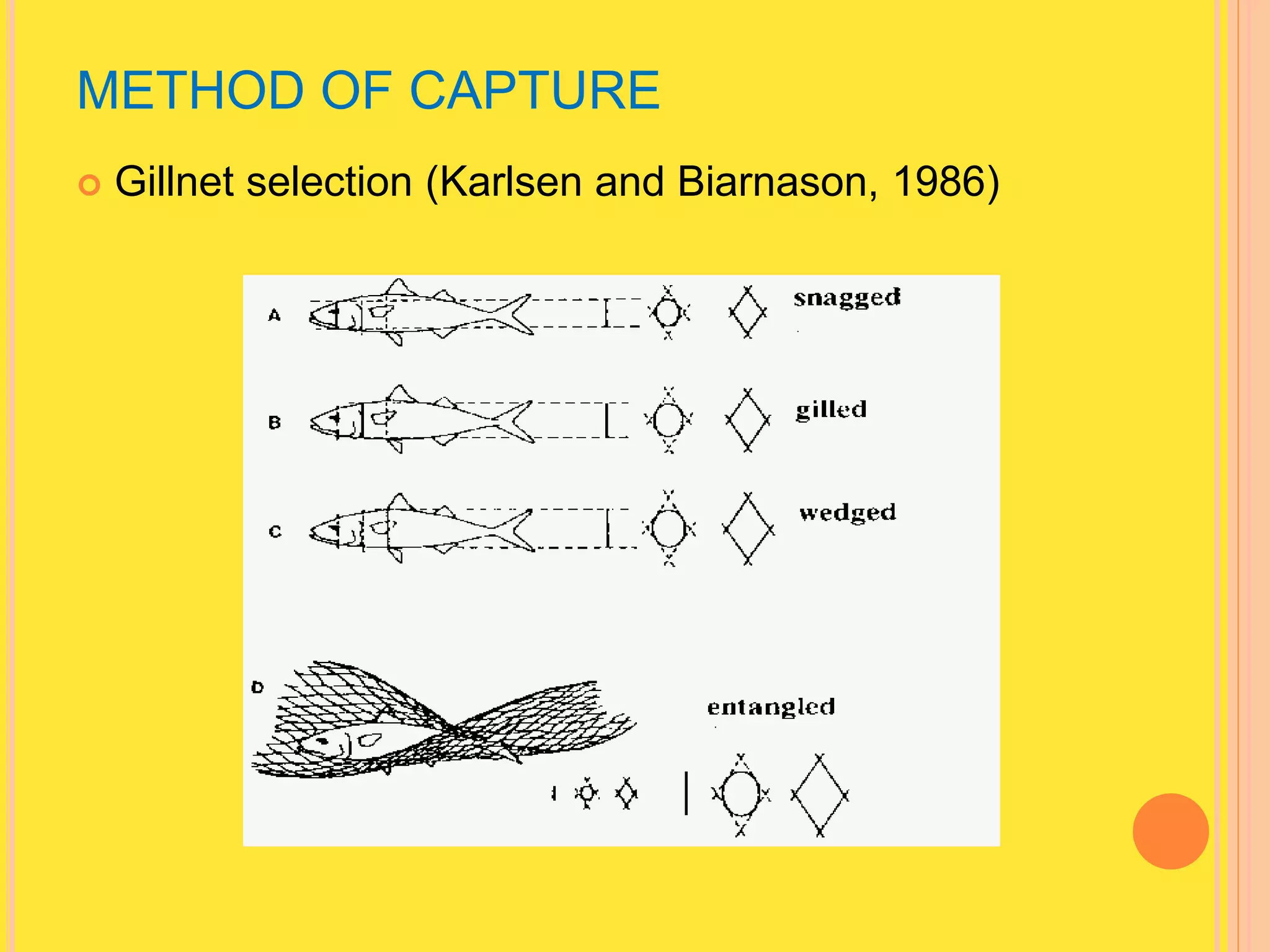 Selective fishing gear and practice | PPTX