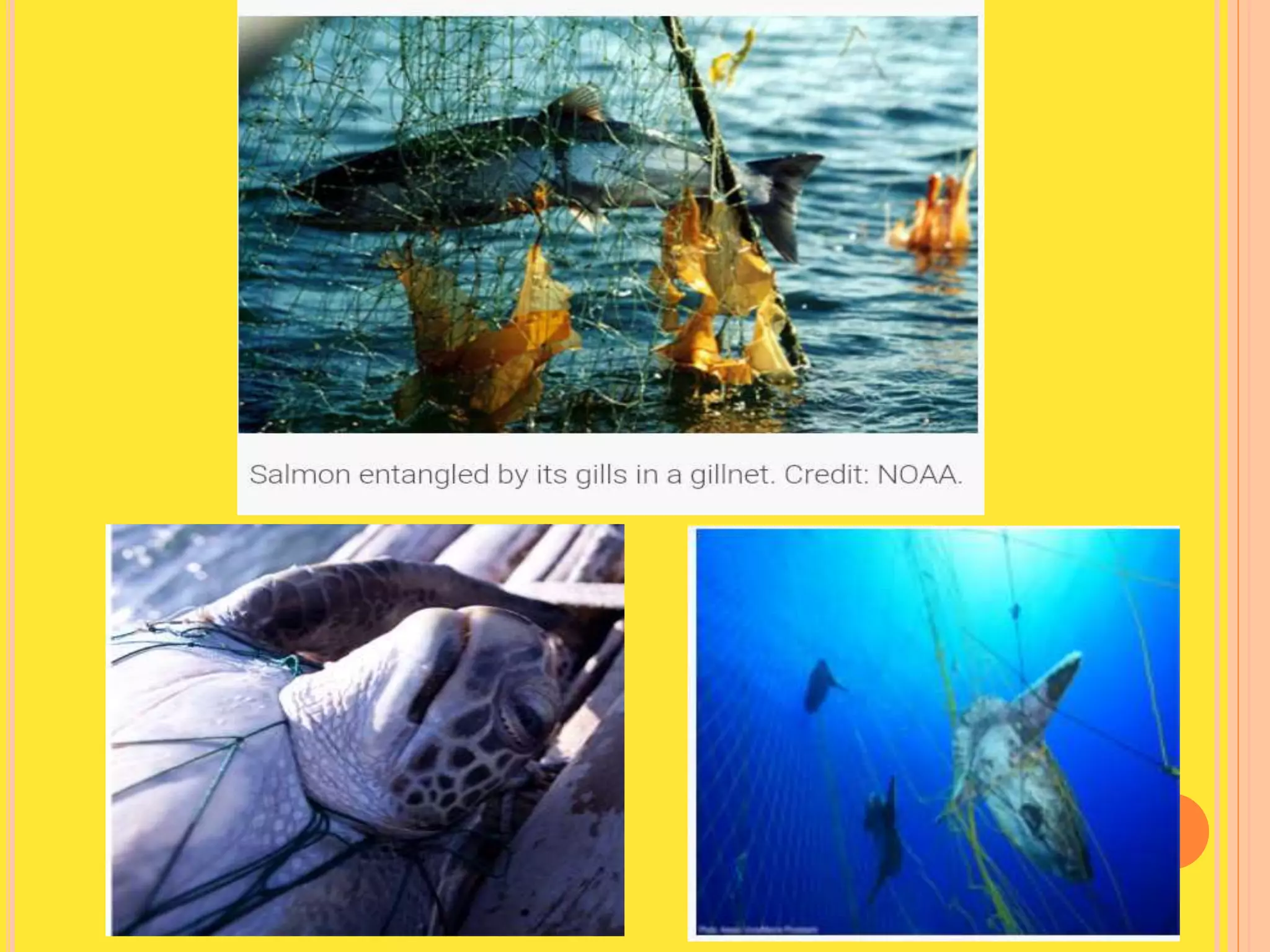 Selective fishing gear and practice | PPTX
