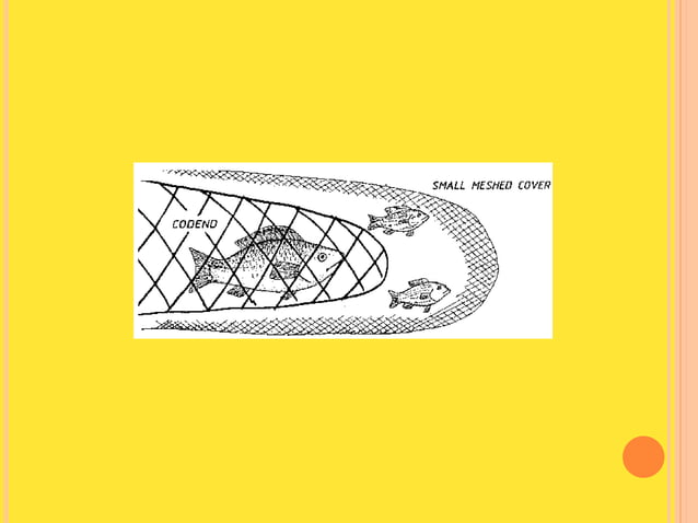 Selective fishing gear and practice | PPTX | Fish and Aquariums | Pets