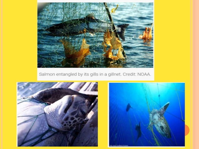 Selective fishing gear and practice | PPTX | Fish and Aquariums | Pets