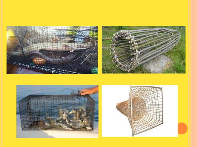 Selective fishing gear and practice | PPTX | Fish and Aquariums | Pets