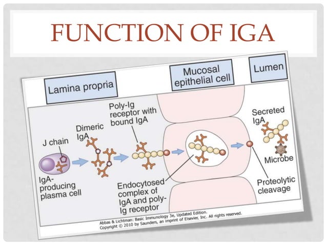 Selective ig a deficiency | PPTX | Digestive Disorders | Diseases and ...