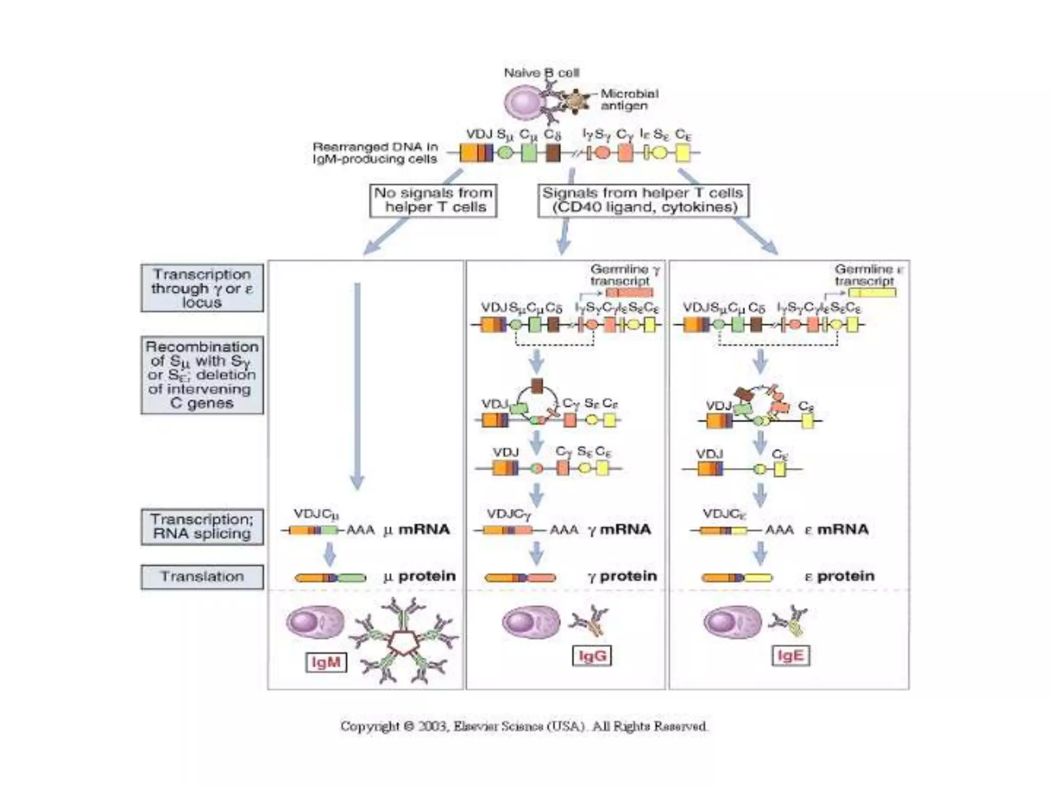 Selective igA deficiency | PPTX
