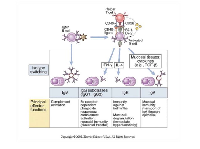 Selective igA deficiency | PPT