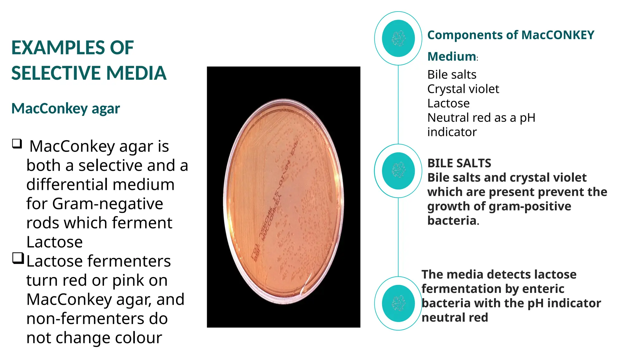 SELECTIVE MEDIUM AS A TOOL TO ISOLATE AND CHARACTERIZE BACTERIA | PPTX