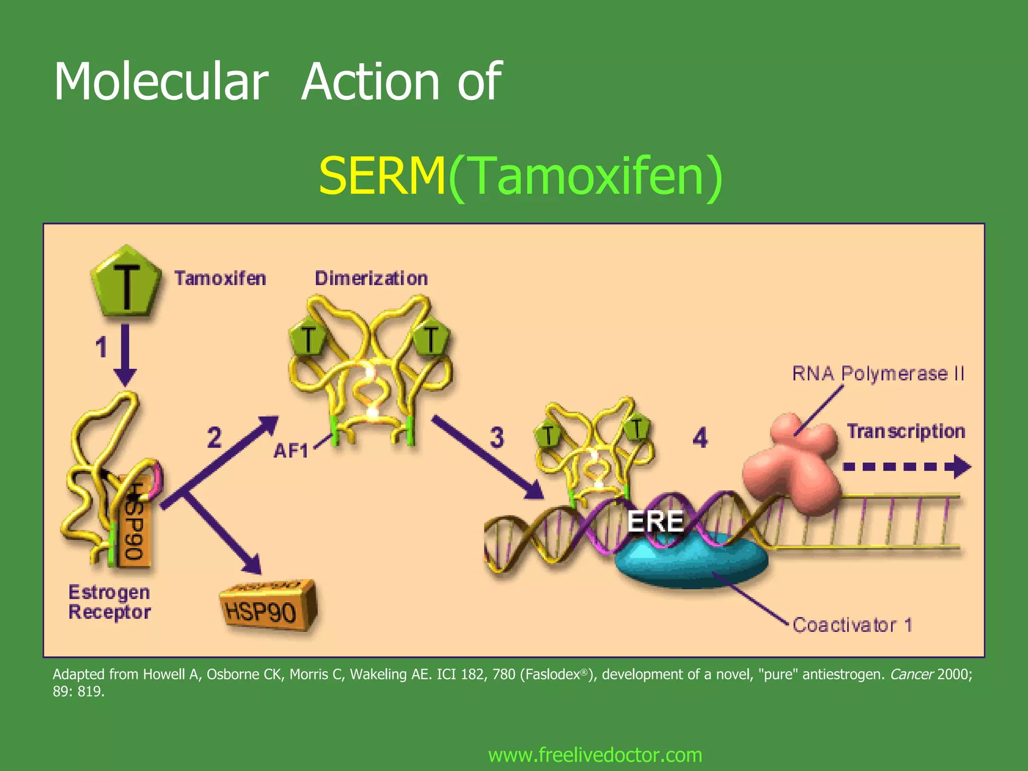 Selective oestogen receptor modulators | PPT