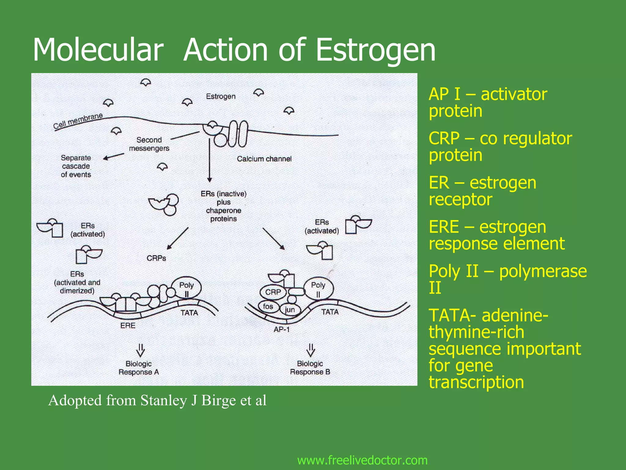 Selective oestogen receptor modulators | PPT