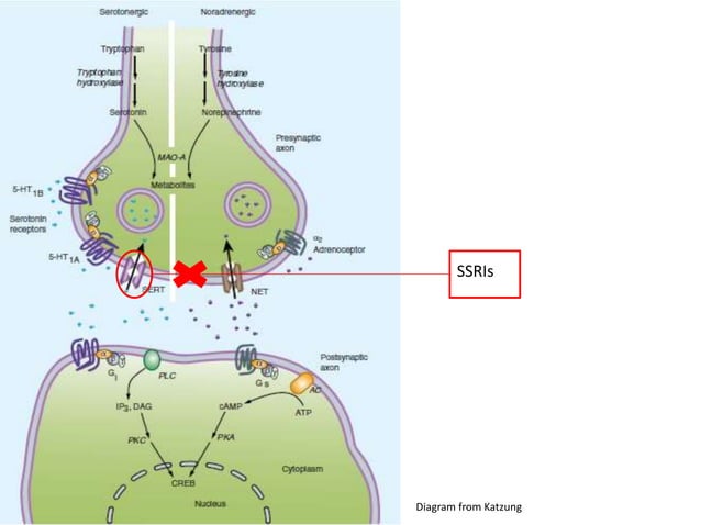 Selective serotonin re-uptake inhibitors (SSRIs) | PPTX | Brain and ...