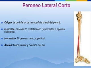 Origen E Inserción Del Peroneo Largo