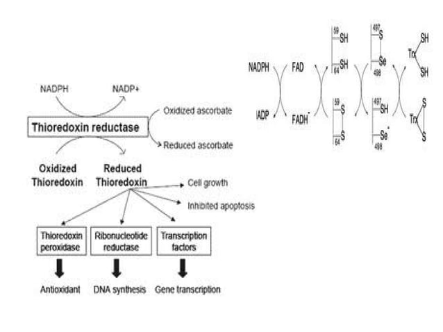 selenium metabolism in human body for mbbs students | PPT