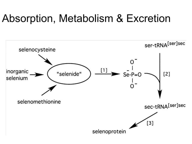 selenium metabolism in human body for mbbs students | PPT