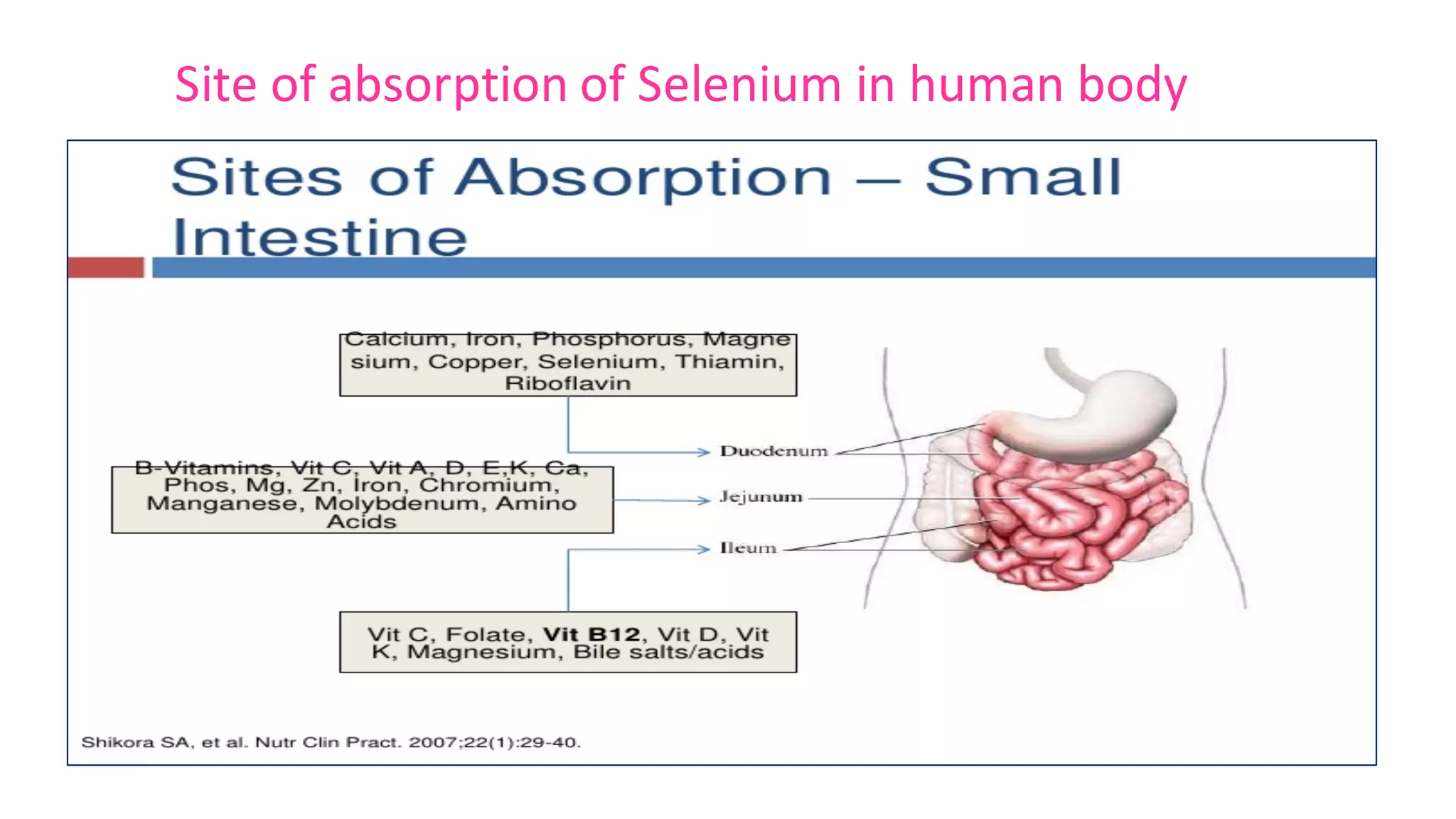 Selenium metabolism and its clinical significance | PDF