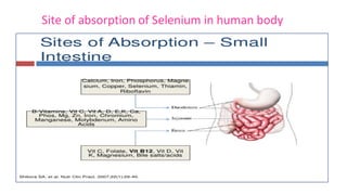 Selenium metabolism and its clinical significance | PDF