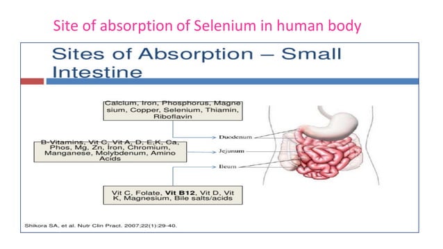 Selenium metabolism and its clinical significance | PDF | Chemistry ...