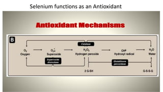Selenium metabolism and its clinical significance | PDF