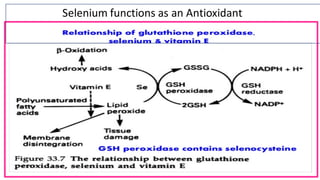 Selenium metabolism and its clinical significance | PDF