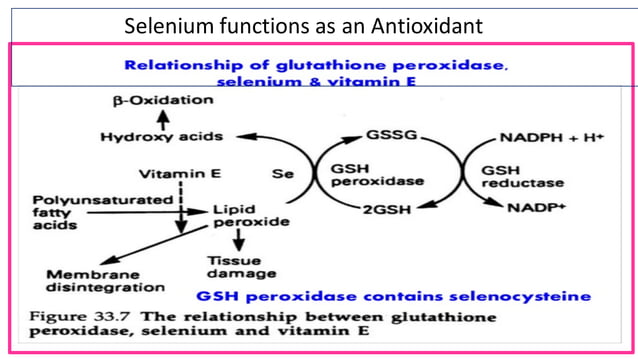 Selenium metabolism and its clinical significance | PDF | Chemistry ...
