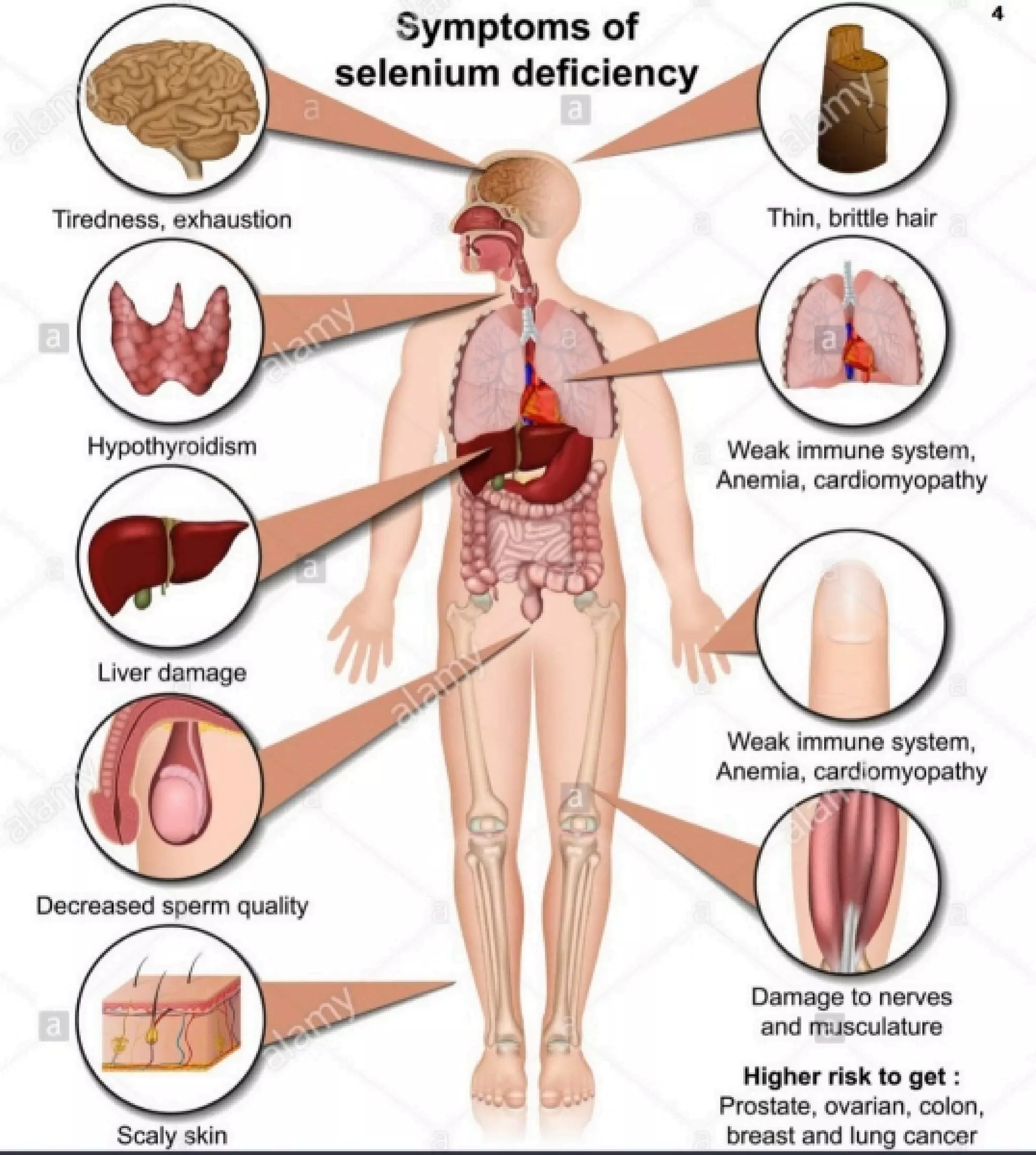 Selenium Updated.pdf | Free Download