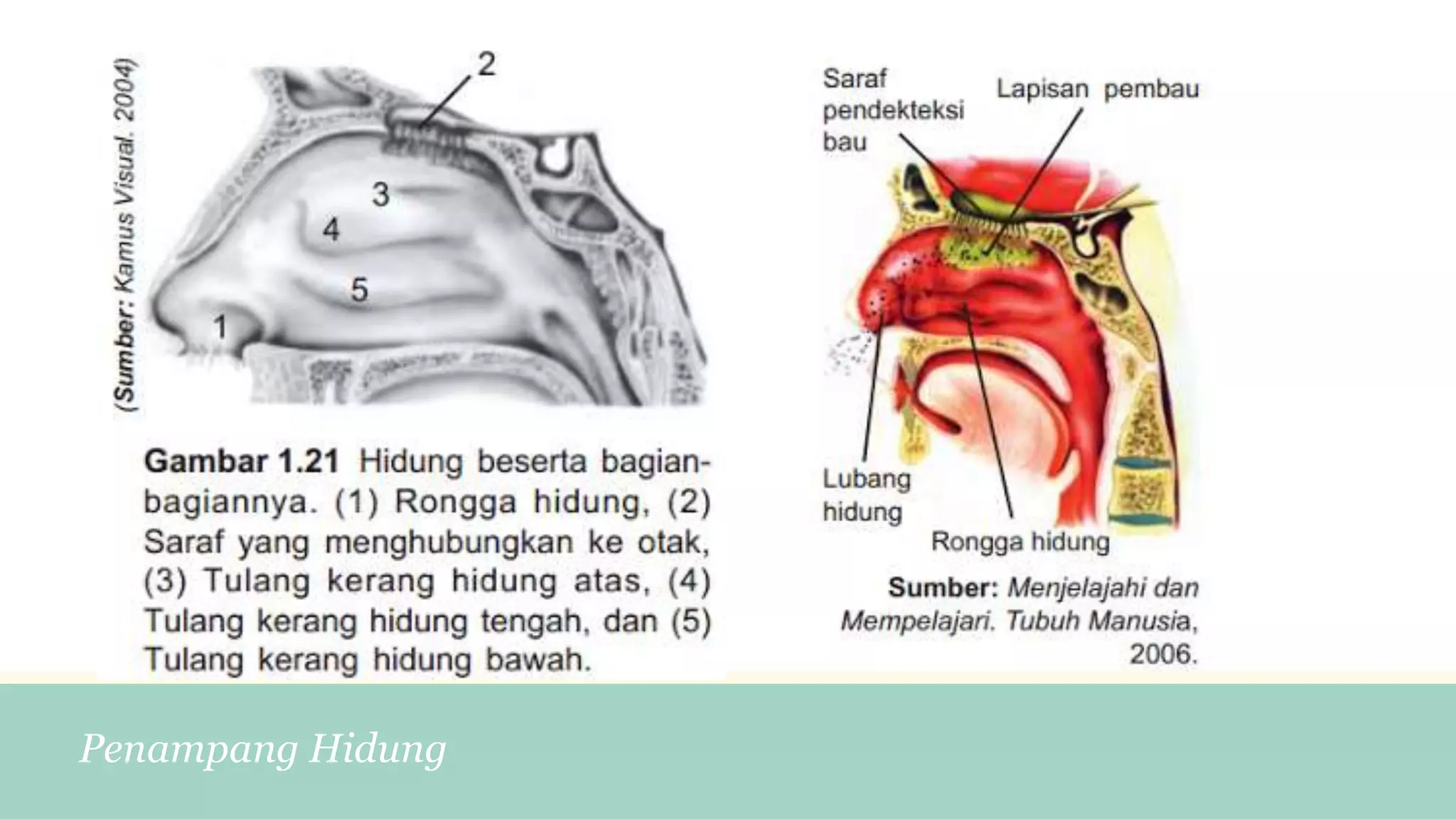 Alat Indra (hidung, lidah, kulit) by syifadhila | PPTX