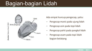 Alat Indra (hidung, lidah, kulit) by syifadhila | PPTX